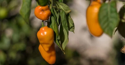 Manzano Pepper - All about Heat, Flavor, Uses, Substitutes 🌶️