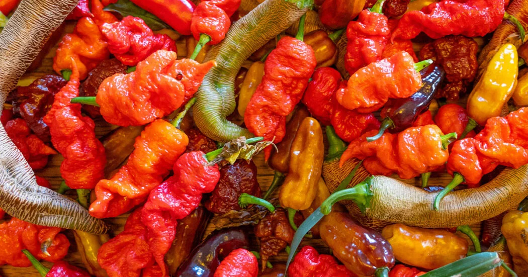 Death Spiral Pepper - All about Heat, Flavor, Uses, Substitutes ...