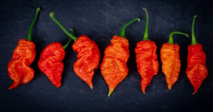 Death Spiral Pepper - All about Heat, Flavor, Uses, Substitutes ...