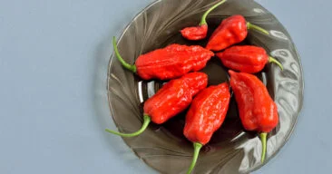 Naga Morich – All about Heat, Flavor, Uses, Substitutes