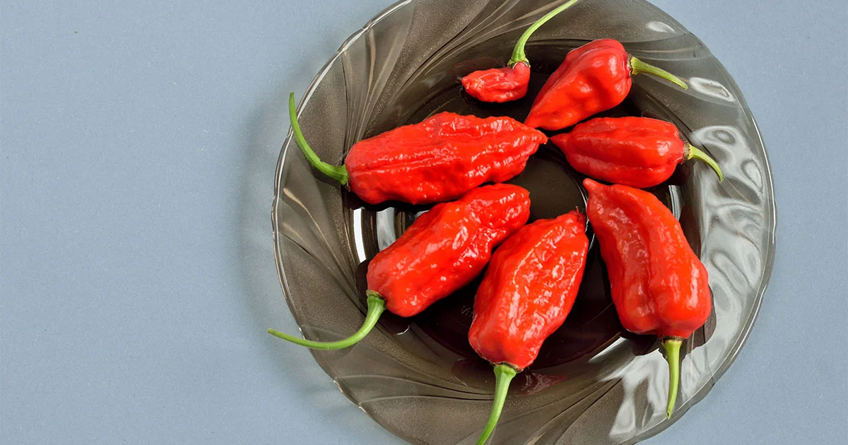Naga Morich - All about Heat, Flavor, Uses, Substitutes | HolisticWow