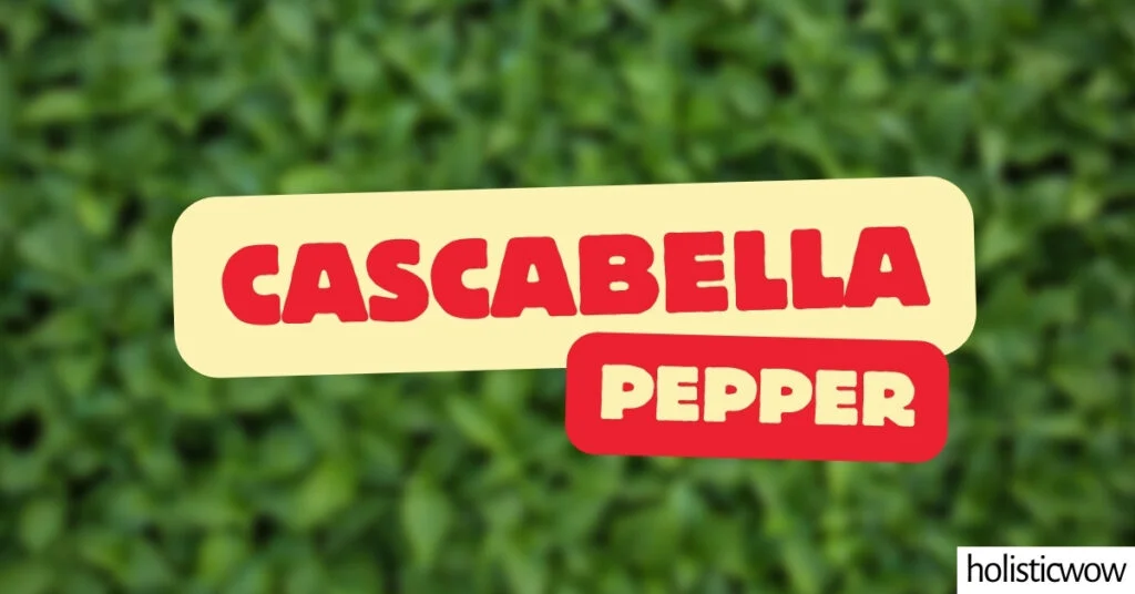 Cascabella Pepper – All about Heat, Flavor, Uses, Substitutes | HolisticWow