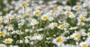 🌿 Chamomile Monograph | HolisticWow