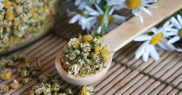 🌿 Chamomile Monograph | HolisticWow