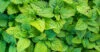 🌿 Lemon Balm Monograph | HolisticWow