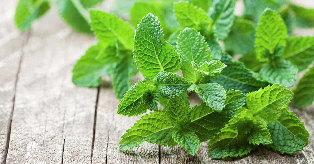 🌿 Peppermint Monograph | HolisticWow