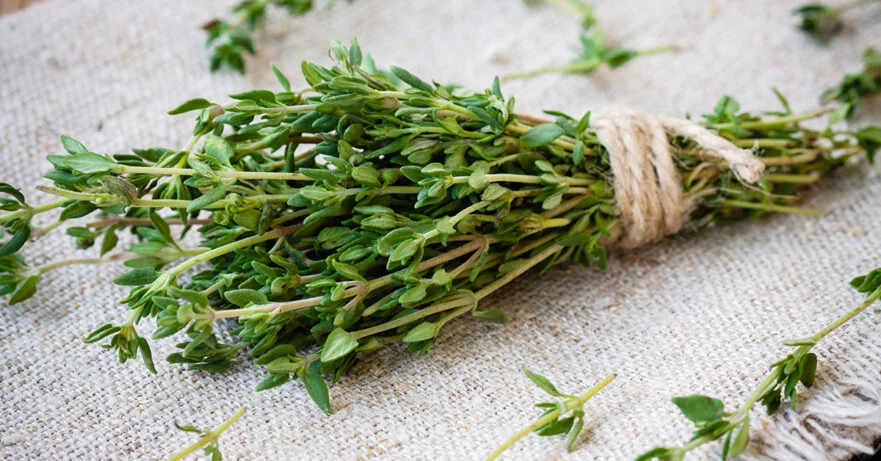 🌿 Thyme Monograph | HolisticWow