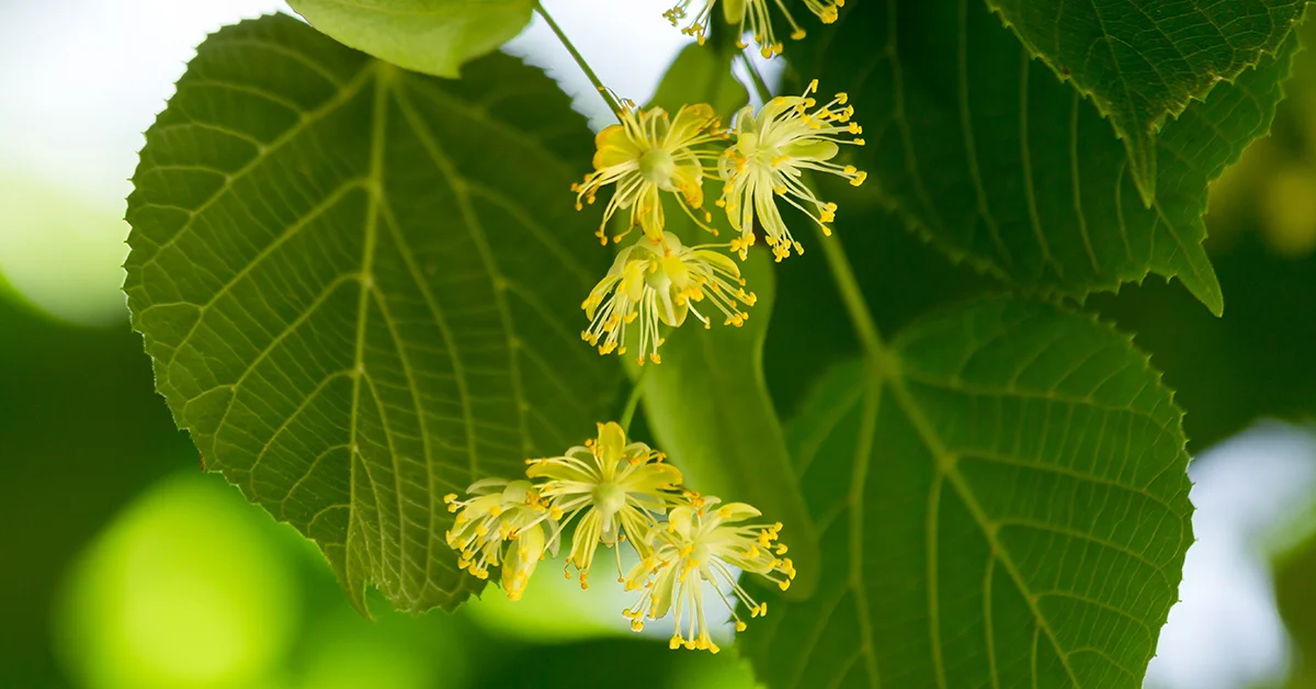 🌿 Tilia Monograph | HolisticWow