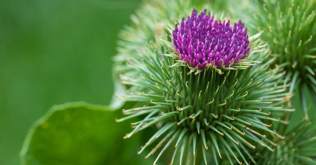 Burdock Monograph 🌿 | HolisticWow