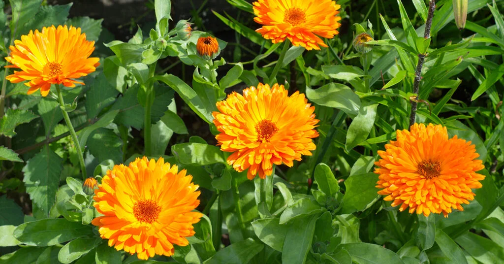 Calendula Monograph 🌿 | HolisticWow