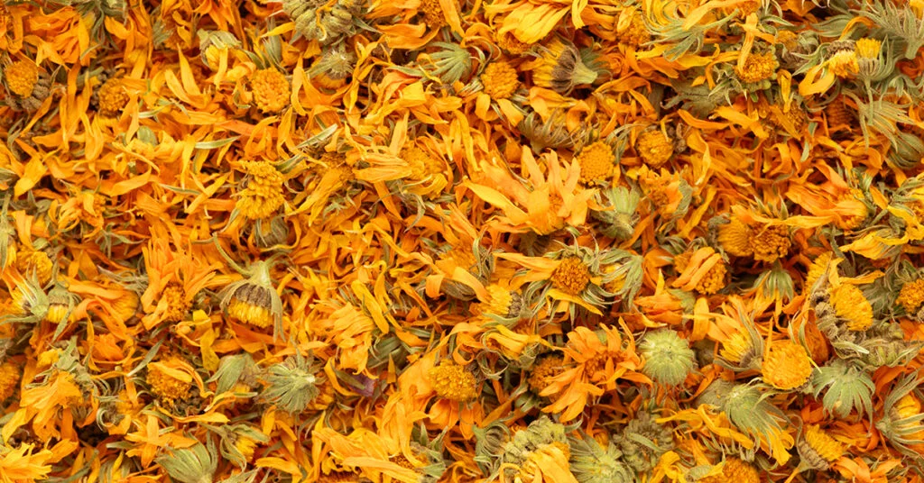 Calendula Monograph 🌿 | HolisticWow