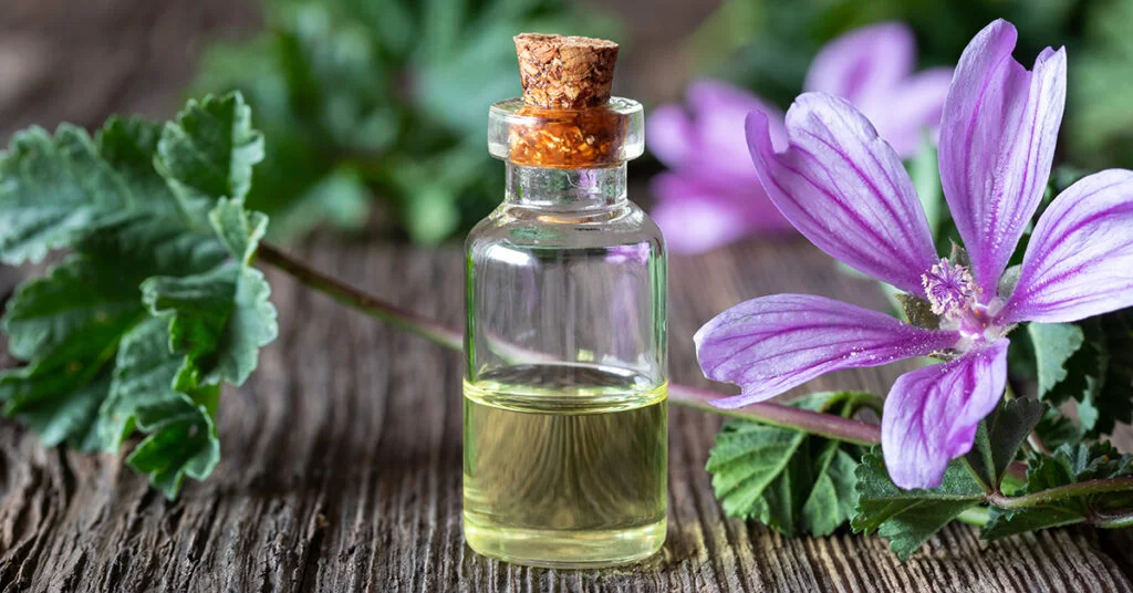 Common Mallow Monograph 🌿 | HolisticWow