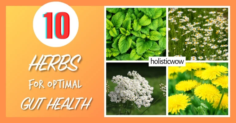 10 Proven Herbs for Optimal Gut Health | HolisticWow