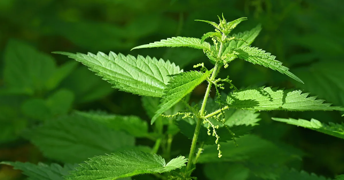 Nettle Monograph 🌿 | HolisticWow