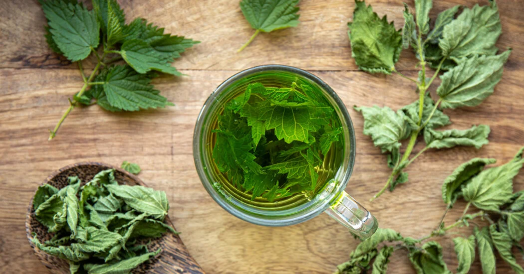 Nettle Monograph 🌿 | HolisticWow