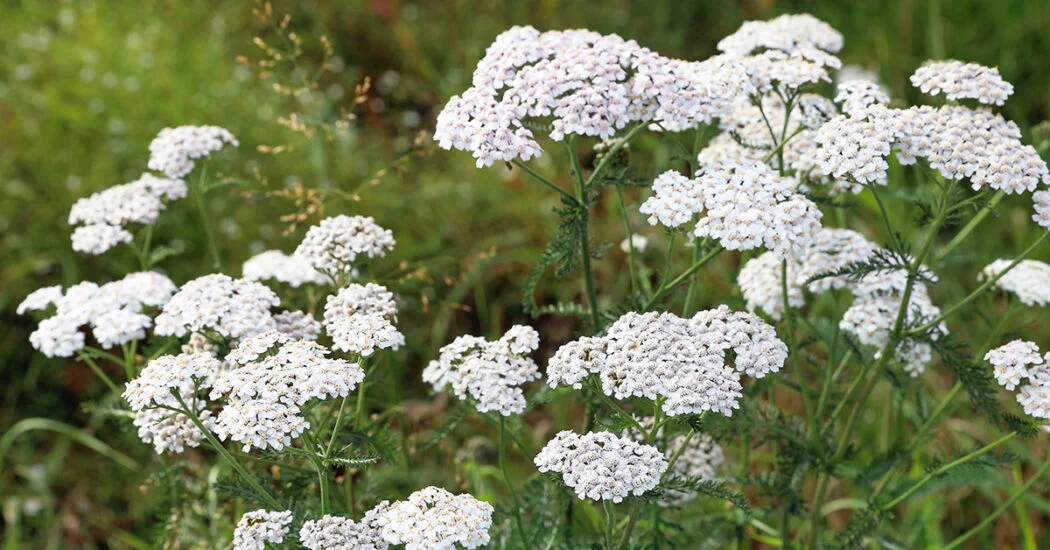 Yarrow Monograph 🌿 | HolisticWow