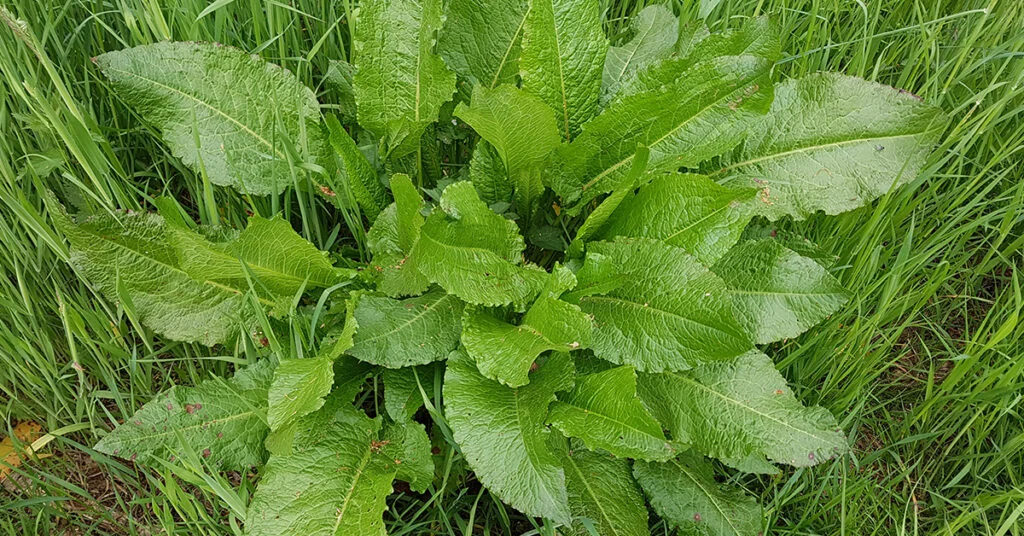 Yellow Dock Monograph 🌿 | HolisticWow