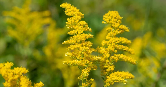Goldenrod Monograph 🌿 | HolisticWow