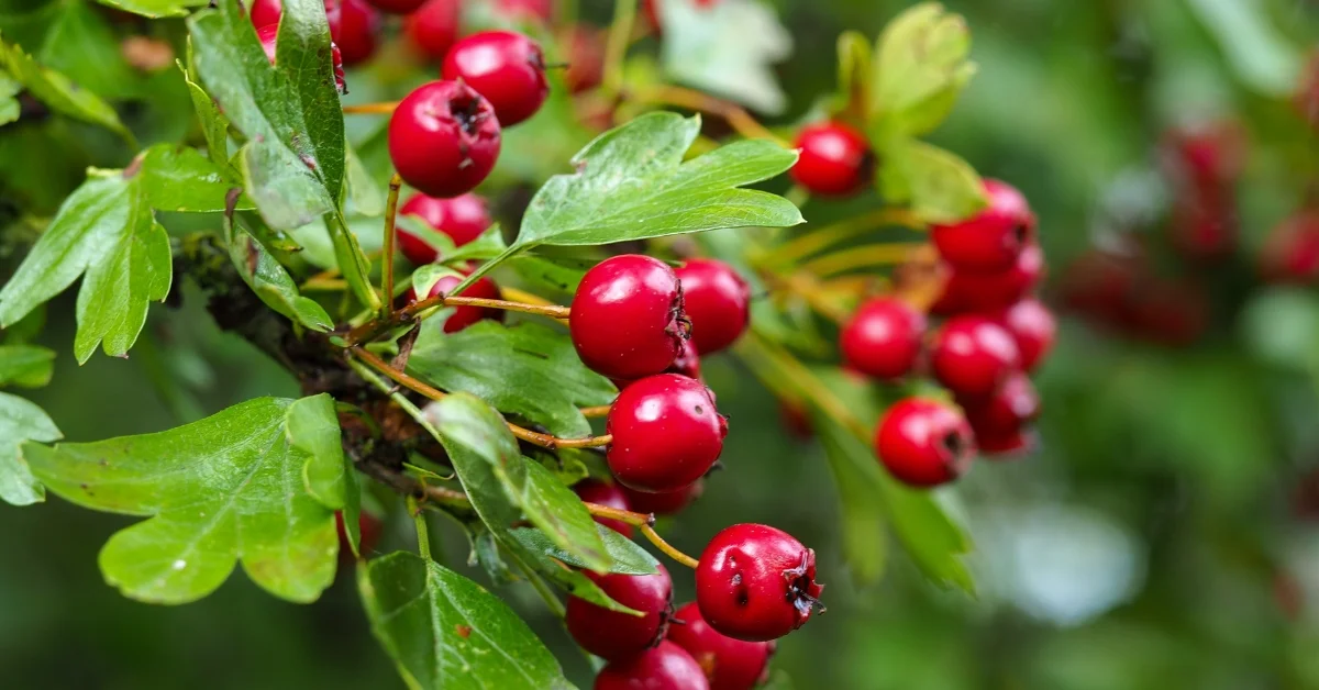 Hawthorn Monograph 🌿 | HolisticWow