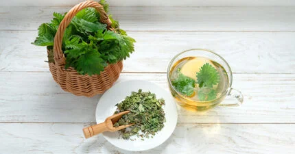 6 Essential Herbs to Support Bladder Health Naturally | HolisticWow
