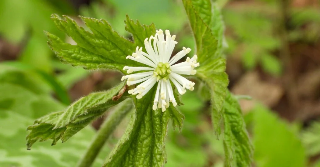 Goldenseal Monograph 🌿 | HolisticWow