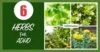 6 Powerful Herbs for Managing ADHD Symptoms Naturally