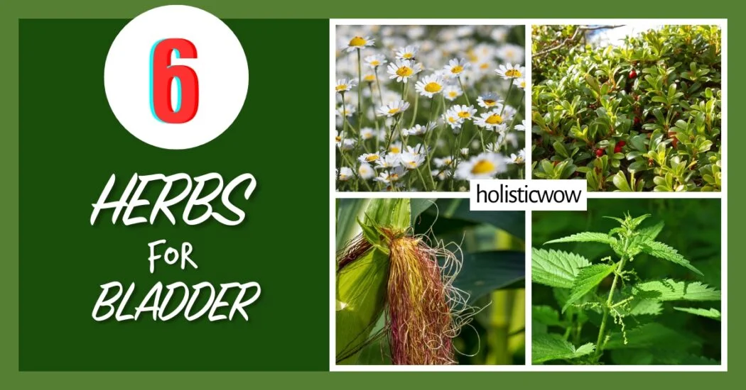 6 Essential Herbs to Support Bladder Health Naturally | HolisticWow