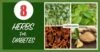 8 Powerful Herbs for Natural Diabetes Management