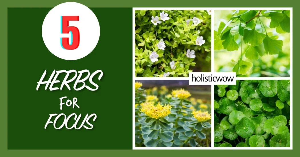 5 Time-Tested Herbs to Boost Mental Focus and Clarity | HolisticWow