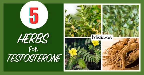 5 Powerful Herbs to Naturally Support Testosterone Levels | HolisticWow ...