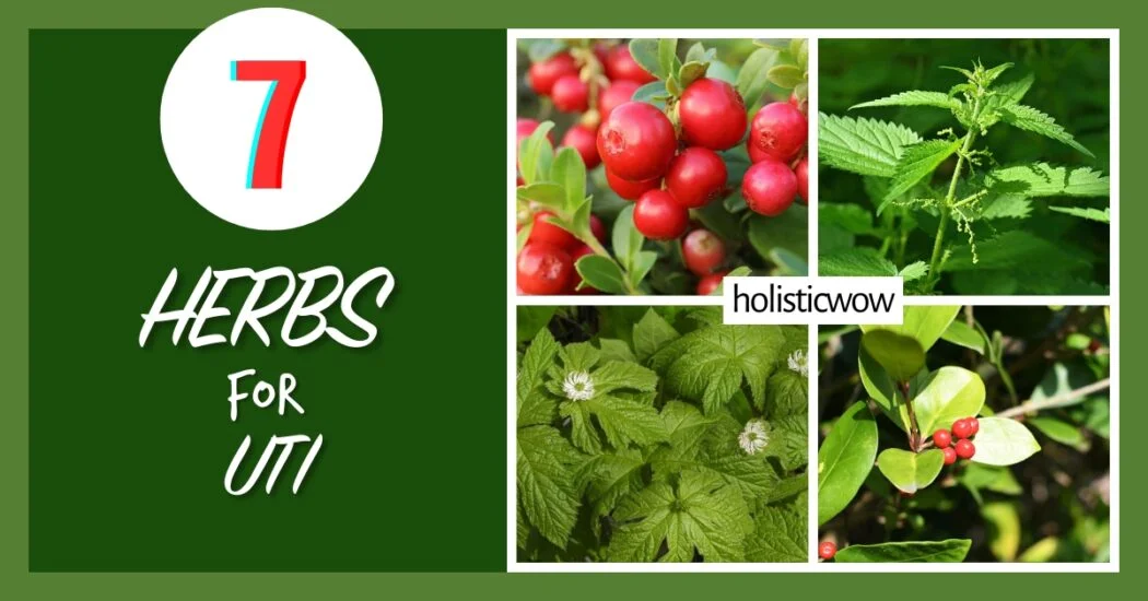 7 Essential Herbs to Combat UTIs Naturally | HolisticWow