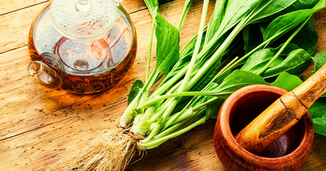 6 Traditional Herbs to Soothe Your Dry Cough Naturally | HolisticWow