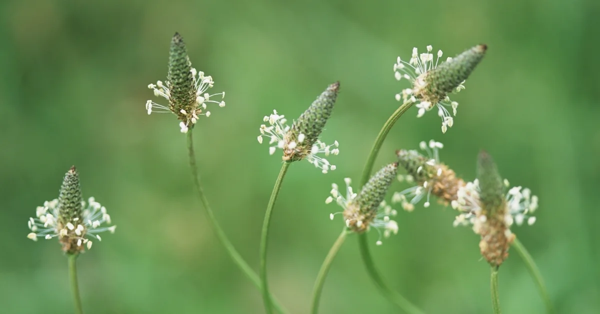 Ribwort Plantain Monograph 🌿 | HolisticWow