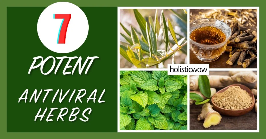7 Potent Antiviral Herbs to Boost Your Immune Defense | HolisticWow