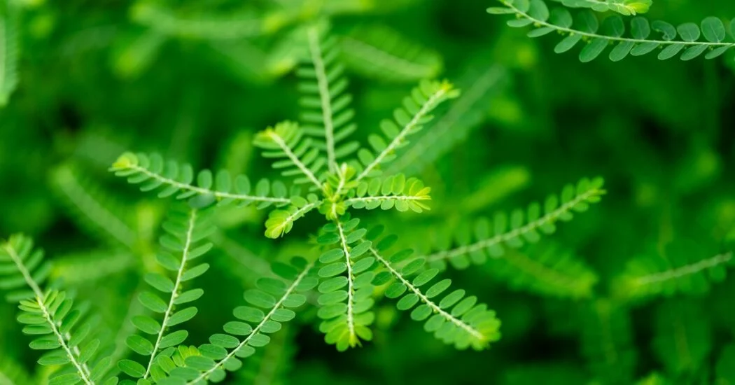 Chanca Piedra Monograph 🌿 | HolisticWow