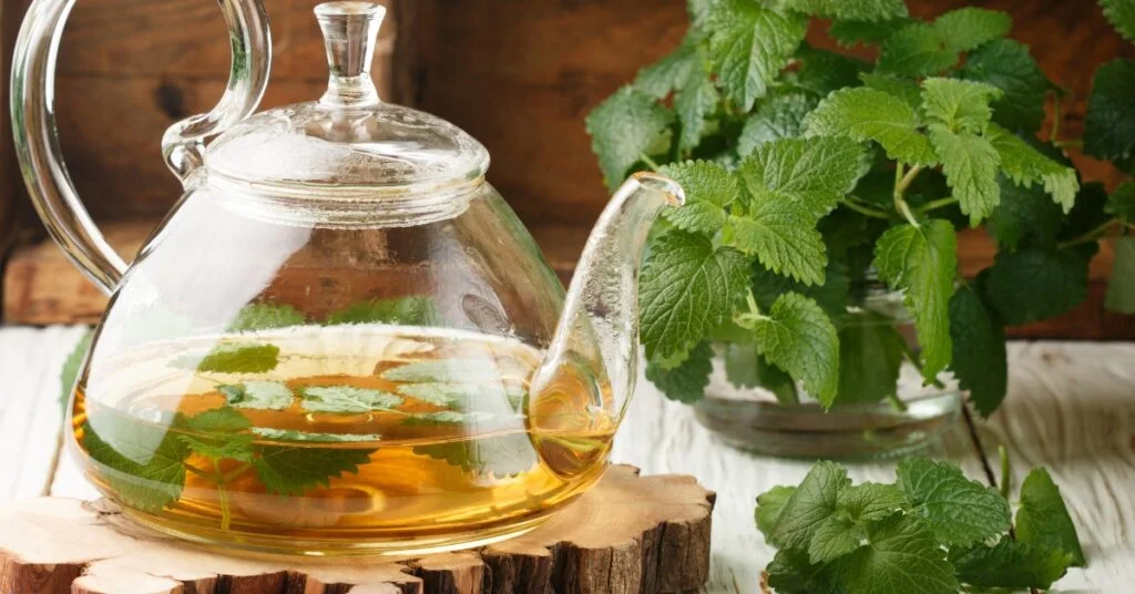 7 Potent Antiviral Herbs to Boost Your Immune Defense | HolisticWow