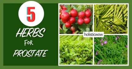 5 Natural Herbs to Support Prostate Health