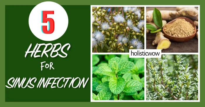 5 Time-Tested Herbs to Relieve Sinus Infection Discomfort | HolisticWow