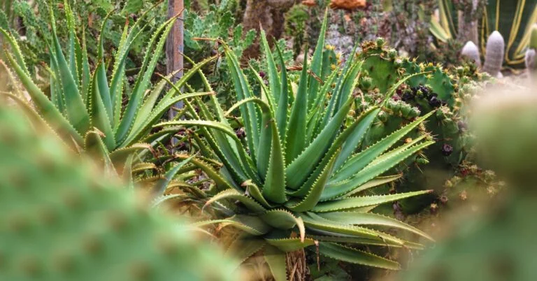 Aloe Vera Monograph 🌿 | HolisticWow