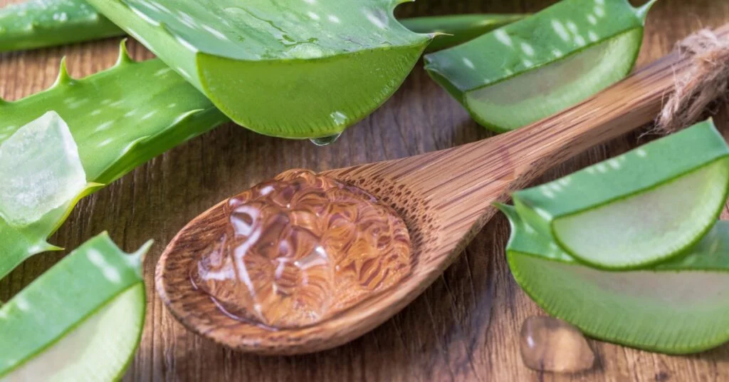 Aloe Vera Monograph 🌿 | HolisticWow