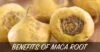 Maca Root Benefits, Uses, and Side Effects | HolisticWow