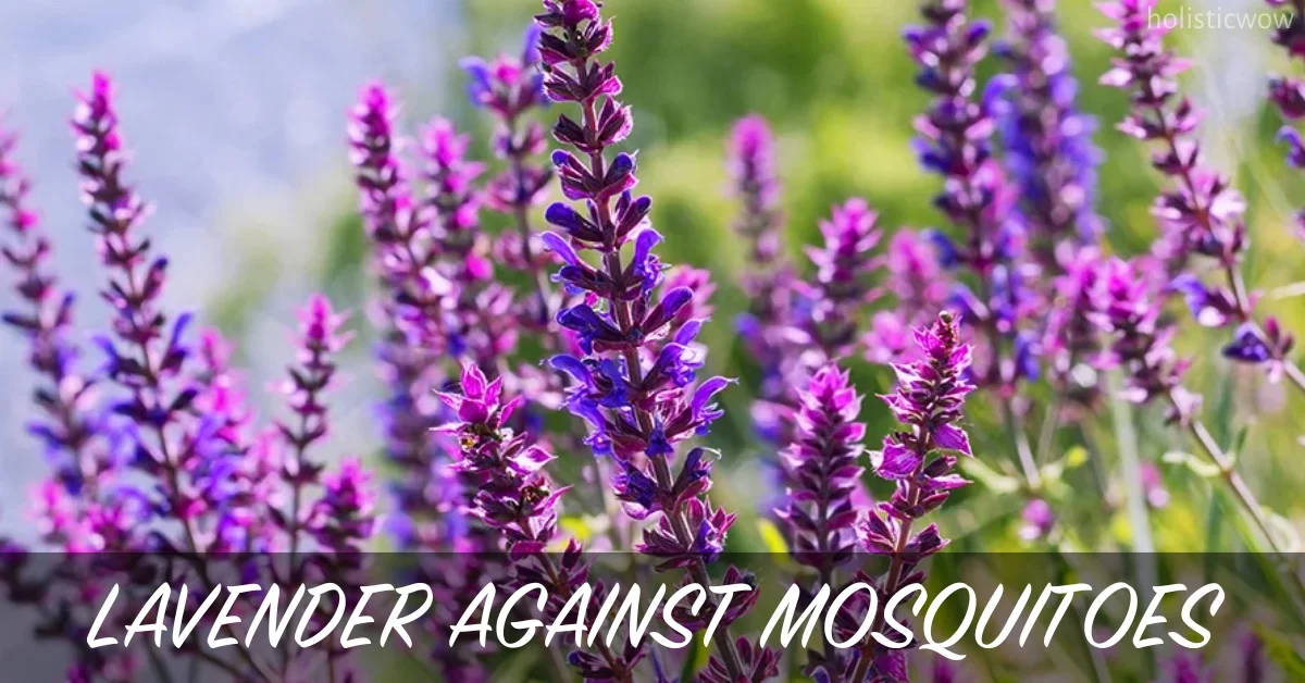 Lavender for Mosquito Repellent: Facts vs Myths