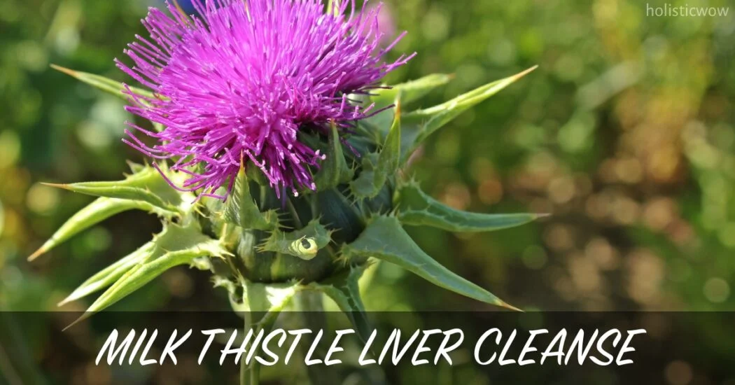 Milk Thistle Liver Cleanse: Detox & Hepatoprotective Effects