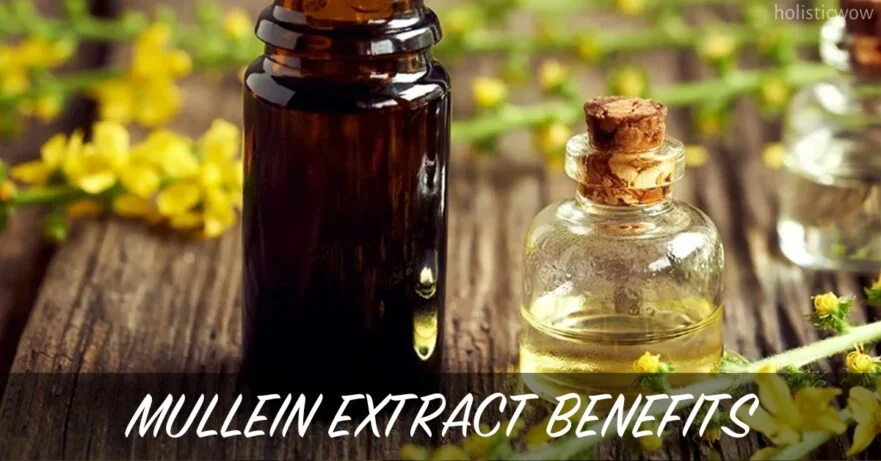 Mullein Extract Benefits: Natural Lung & Respiratory Support