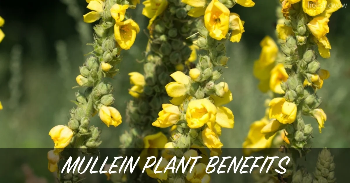 Mullein Plant Benefits, Uses & Potential Side Effects