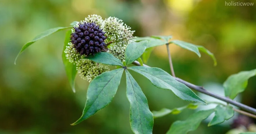 The 3 Major Types of Ginseng: Korean, American, Siberian
